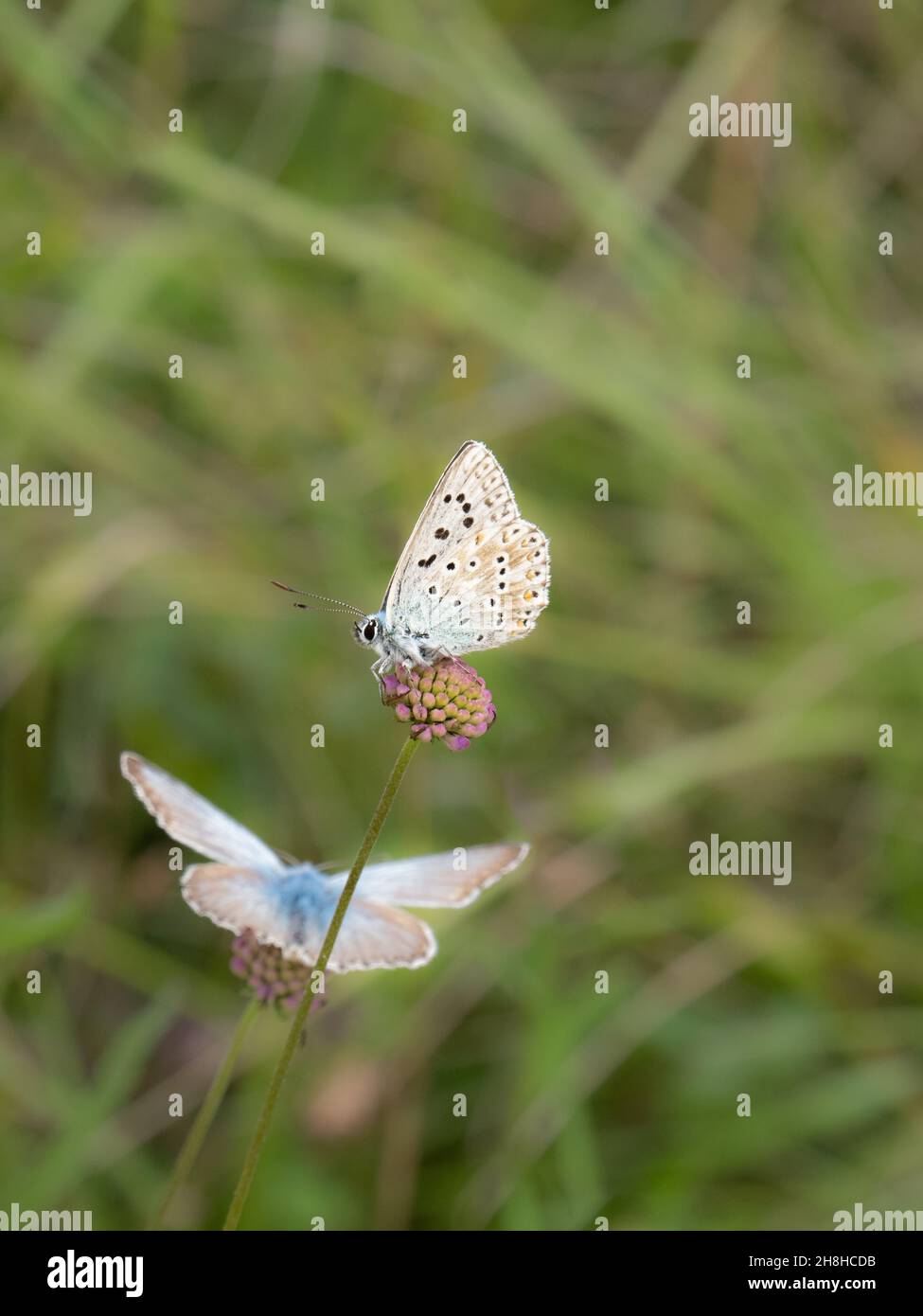 Butterfly wings open and closed hi-res stock photography and images - Alamy