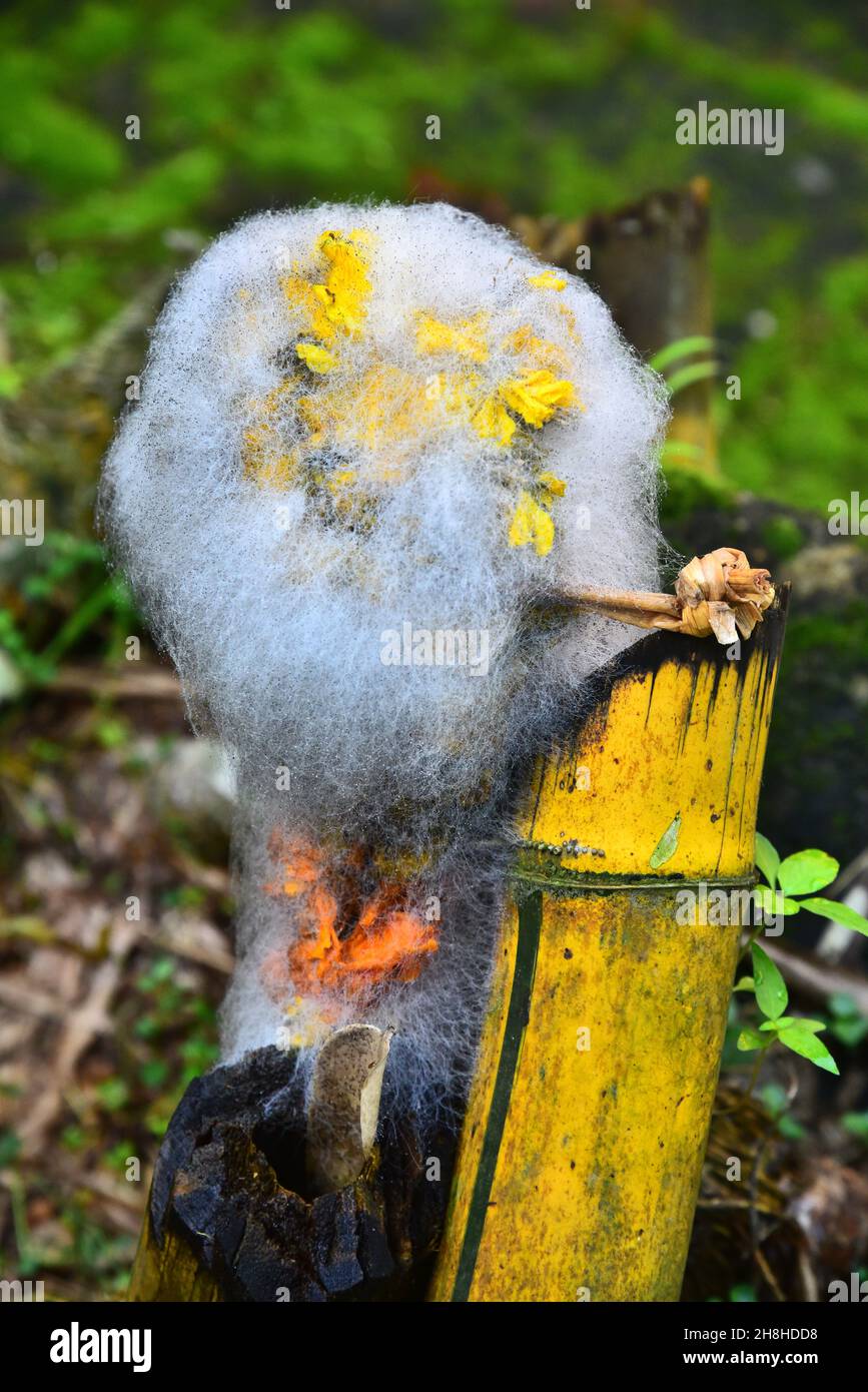 White tissiue hi-res stock photography and images - Alamy