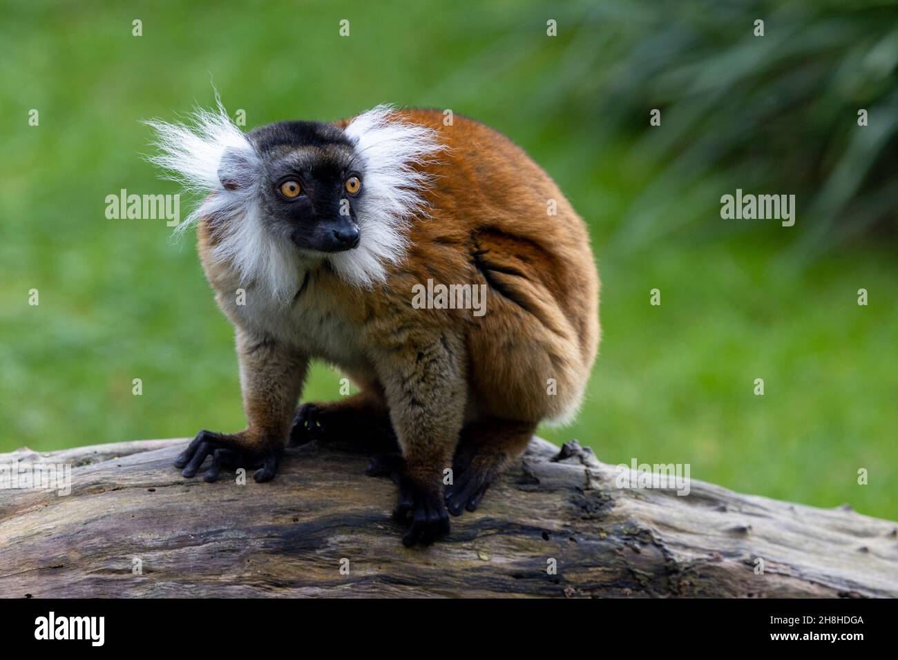 Female Black lemur, Eulemur macaco, sitting on a piece of wood. The ...
