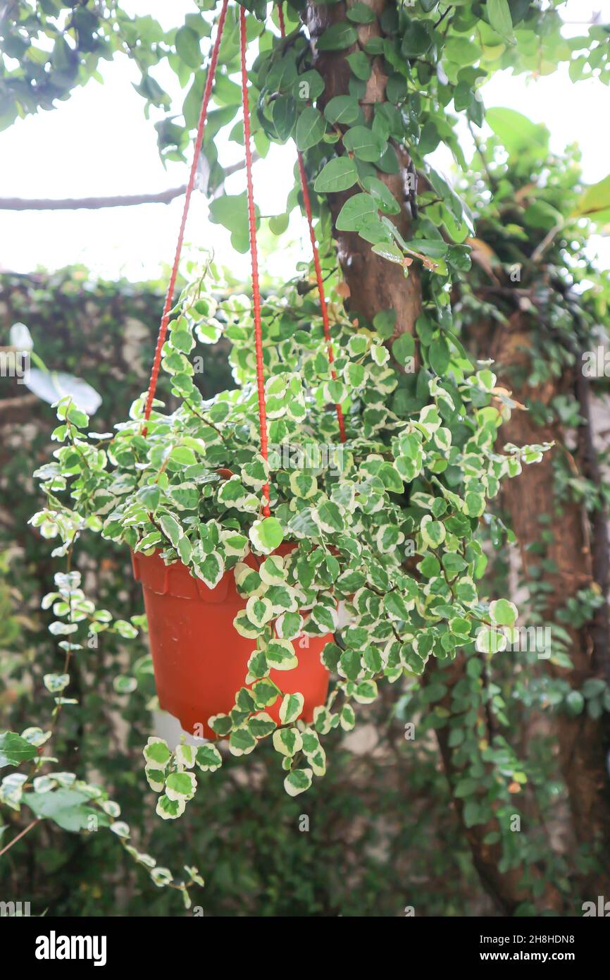 Ficus pumila L, Climbing fig or MORACEAE or Ficus pumila plant Stock ...