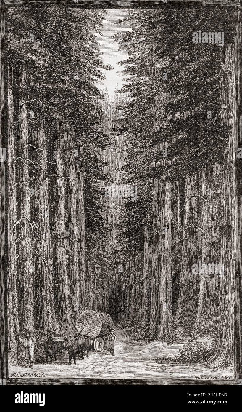 Scene in a forest of giant conifers on the Sierra Nevada, United States ...