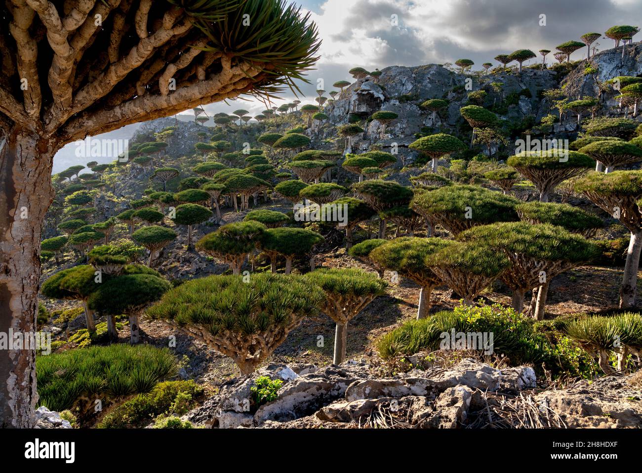 exotic and unique Socotra dragon tree, Dracaena cinnabari (CTK Photo ...