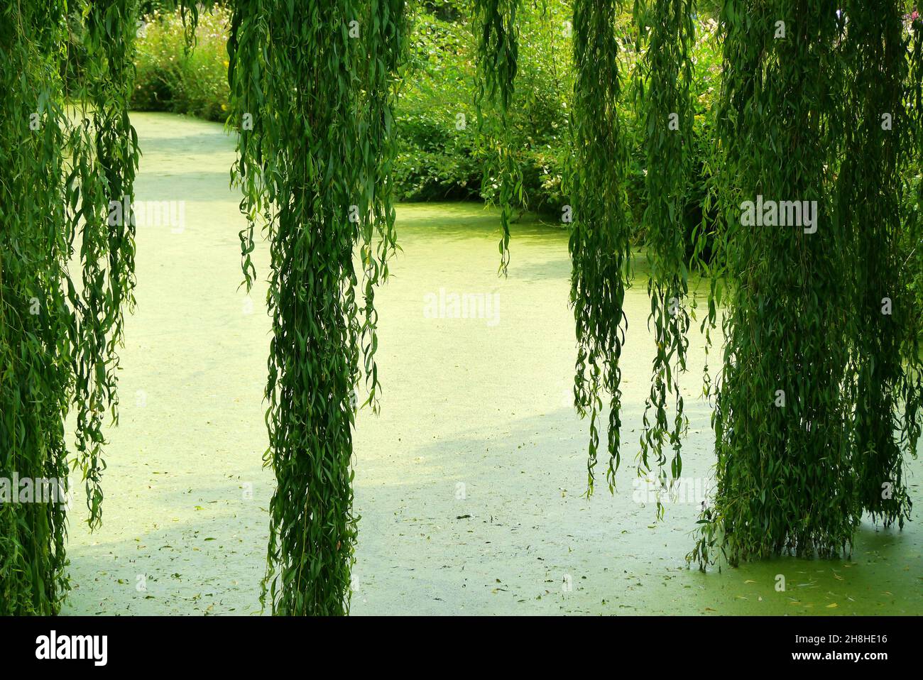 Weeping Willow Trees (Salix babylonica) Hanging over Blue-Green Algae ...