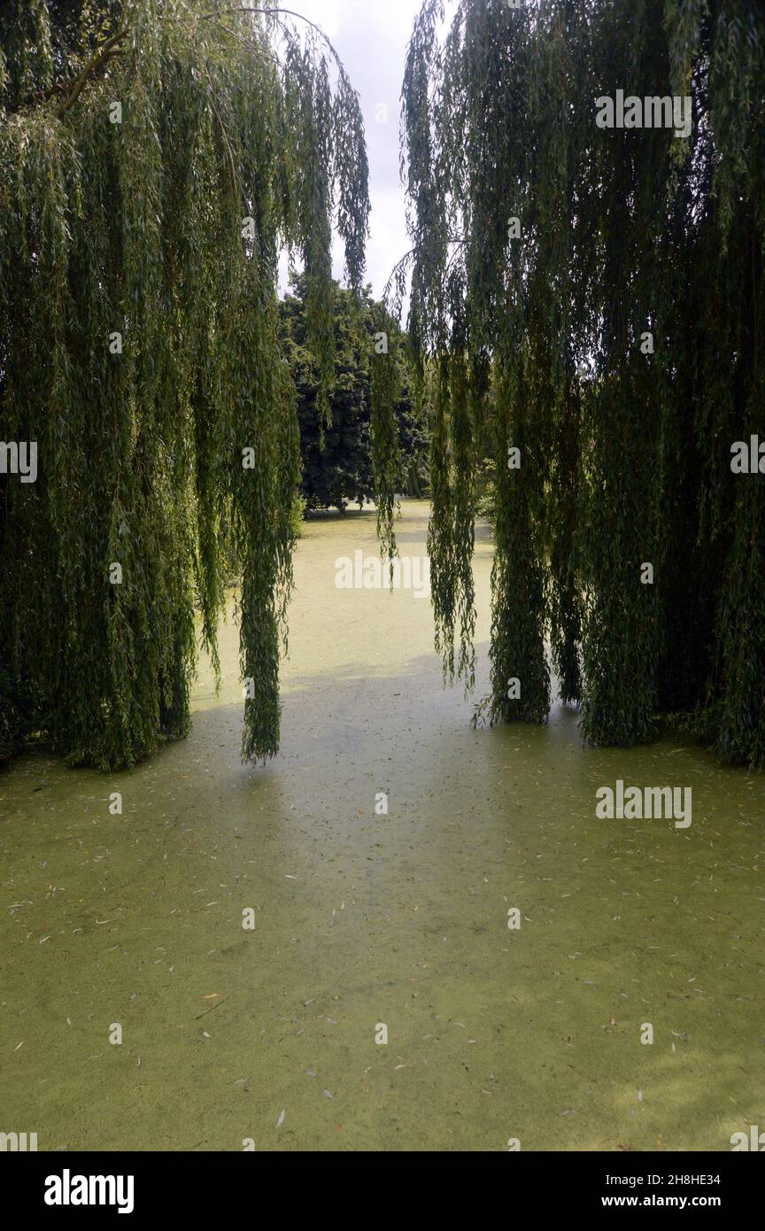 Weeping Willow Trees (Salix babylonica) Hanging over Blue-Green Algae ...