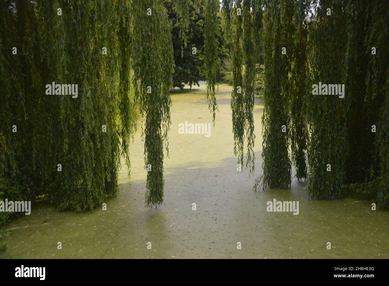 Weeping Willow Trees (Salix babylonica) Hanging over Blue-Green Algae ...