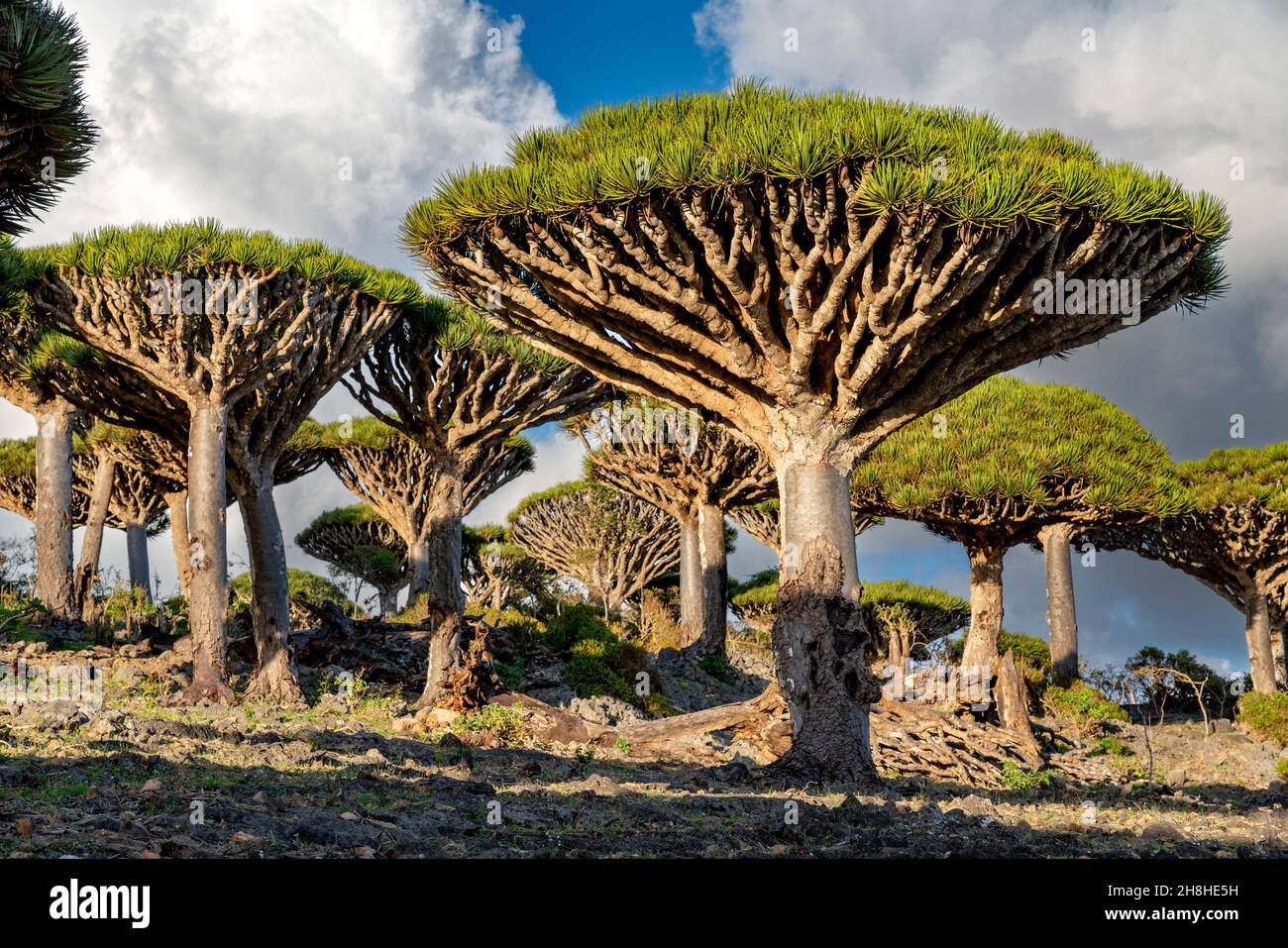 Socotra Dragon Tree