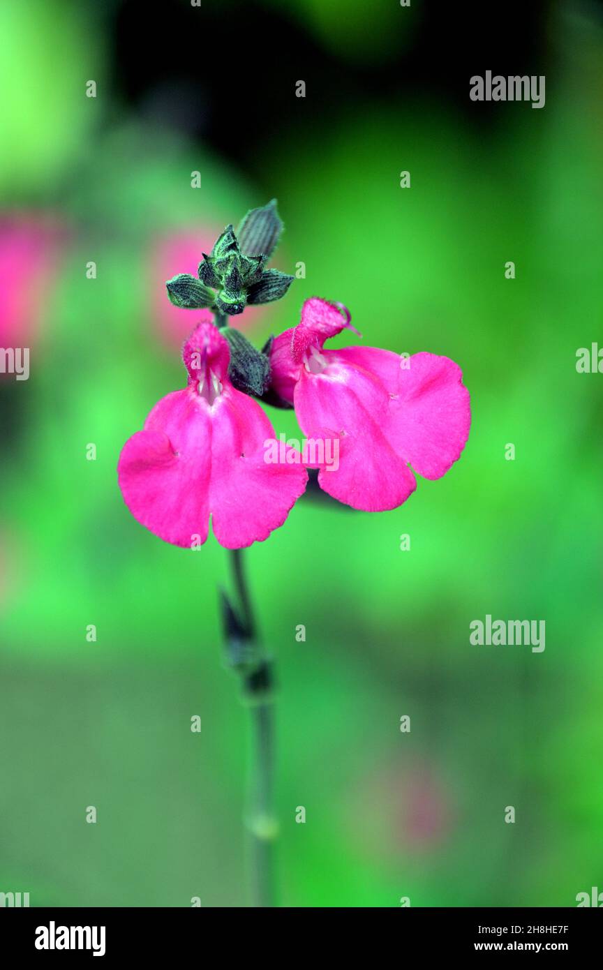 Magenta/Pink Salvia Microphylla 'Cerro Potosi' (Baby sage) Flower grown ...