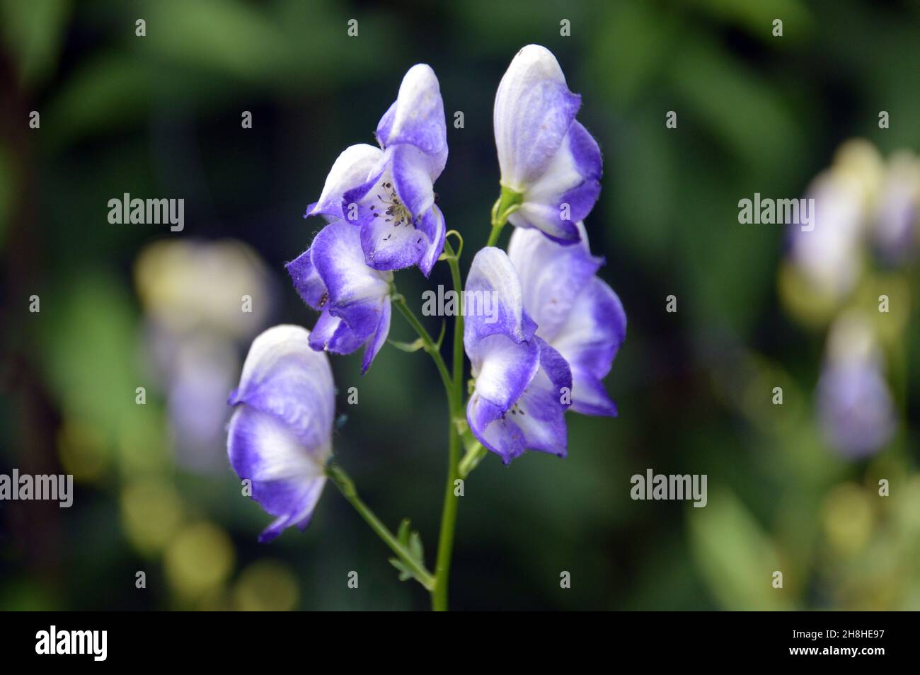 Wolfbane uk hi-res stock photography and images - Alamy