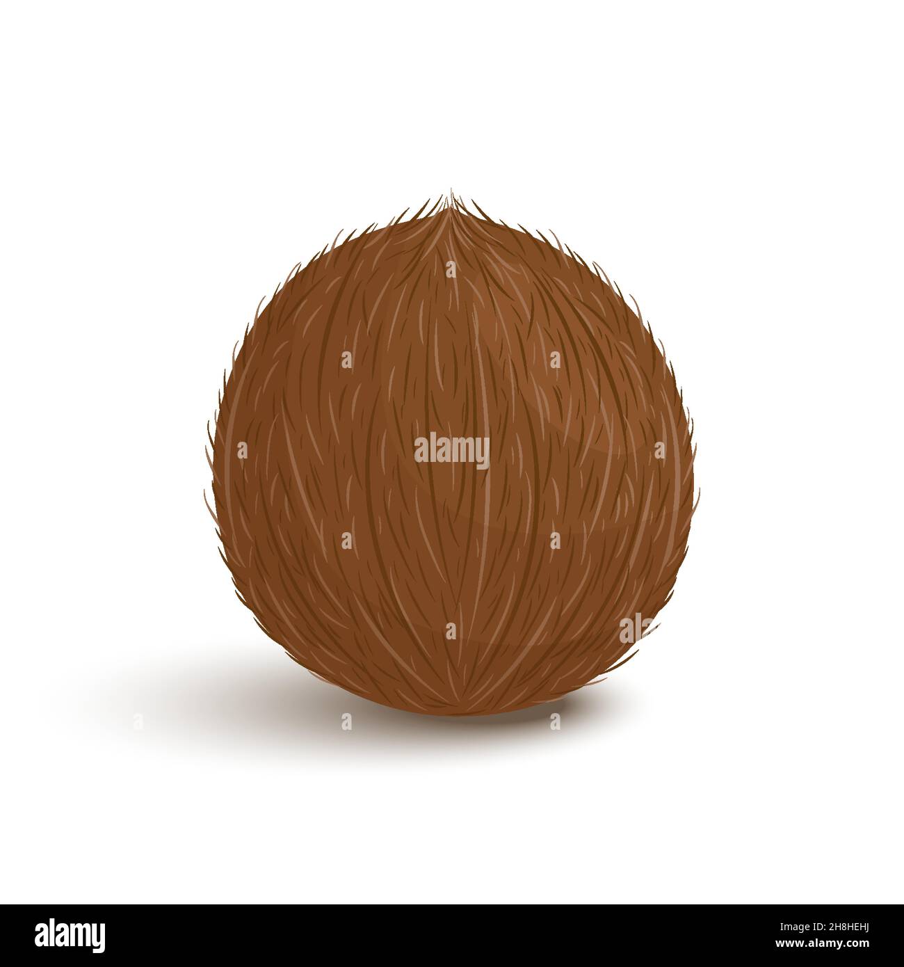Coconut whole fruit. Vector flat illustration isolated on white ...
