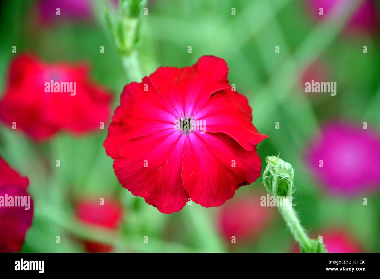 Single Pink/Magenta Rose Campion (Lychnis coronaria) Flower grown in ...