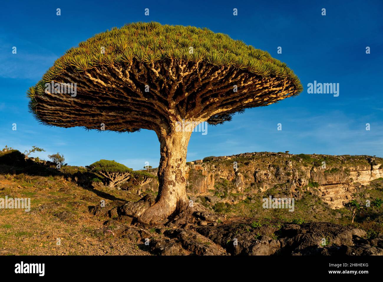 Dragon shaped tree hi-res stock photography and images - Alamy