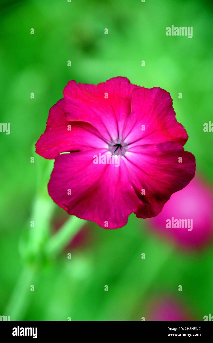 Single Pink/Magenta Rose Campion (Lychnis coronaria) Flower grown in ...