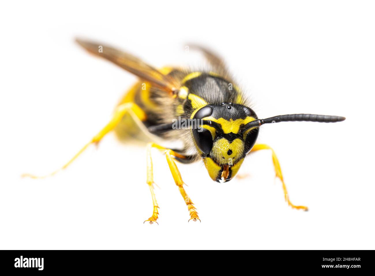 front view of single european / german wasp ( Vespula germanica ...