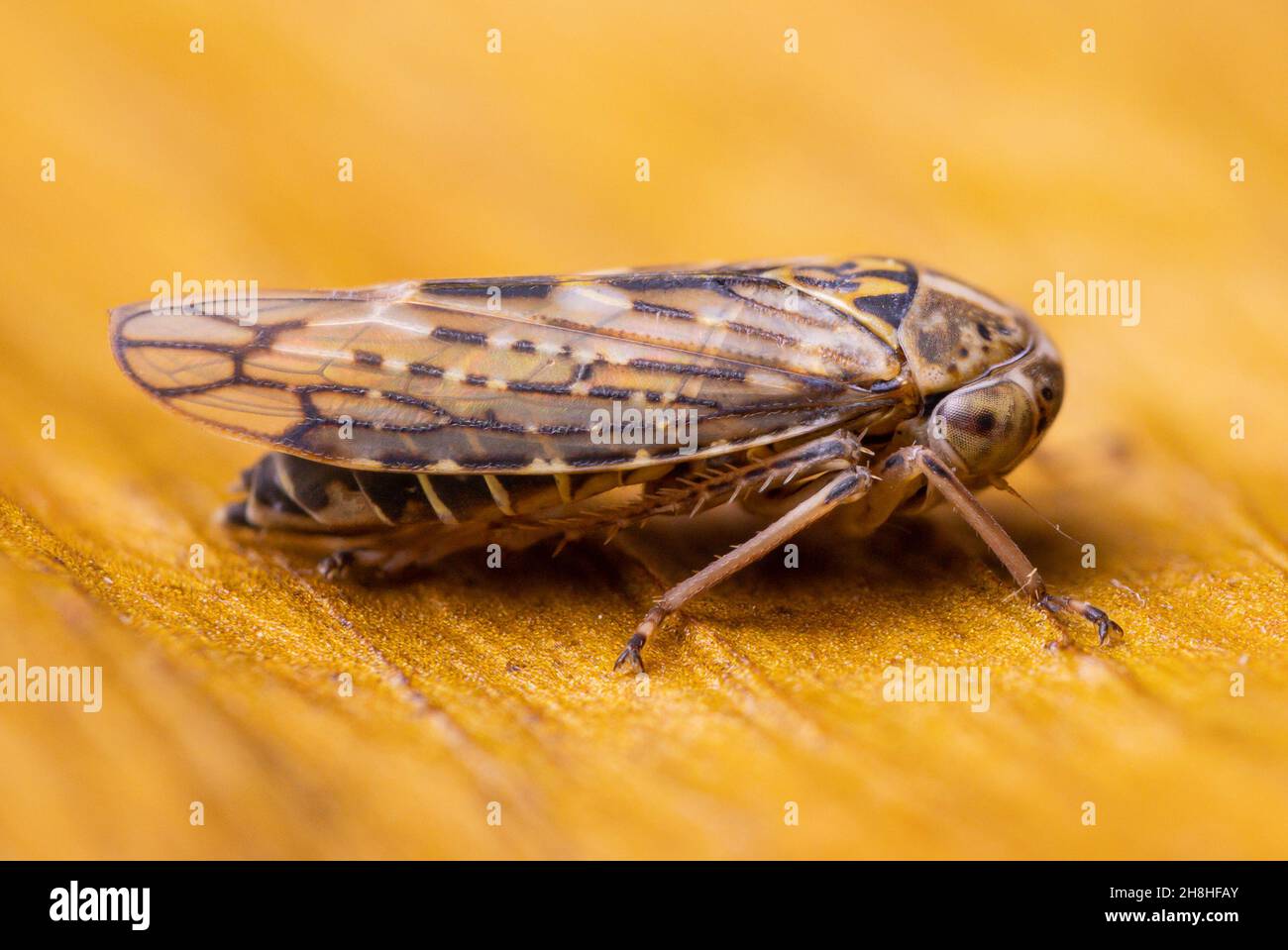living single cicada / Leafhopper ( Idiocerus herrichii ) on a natural ...