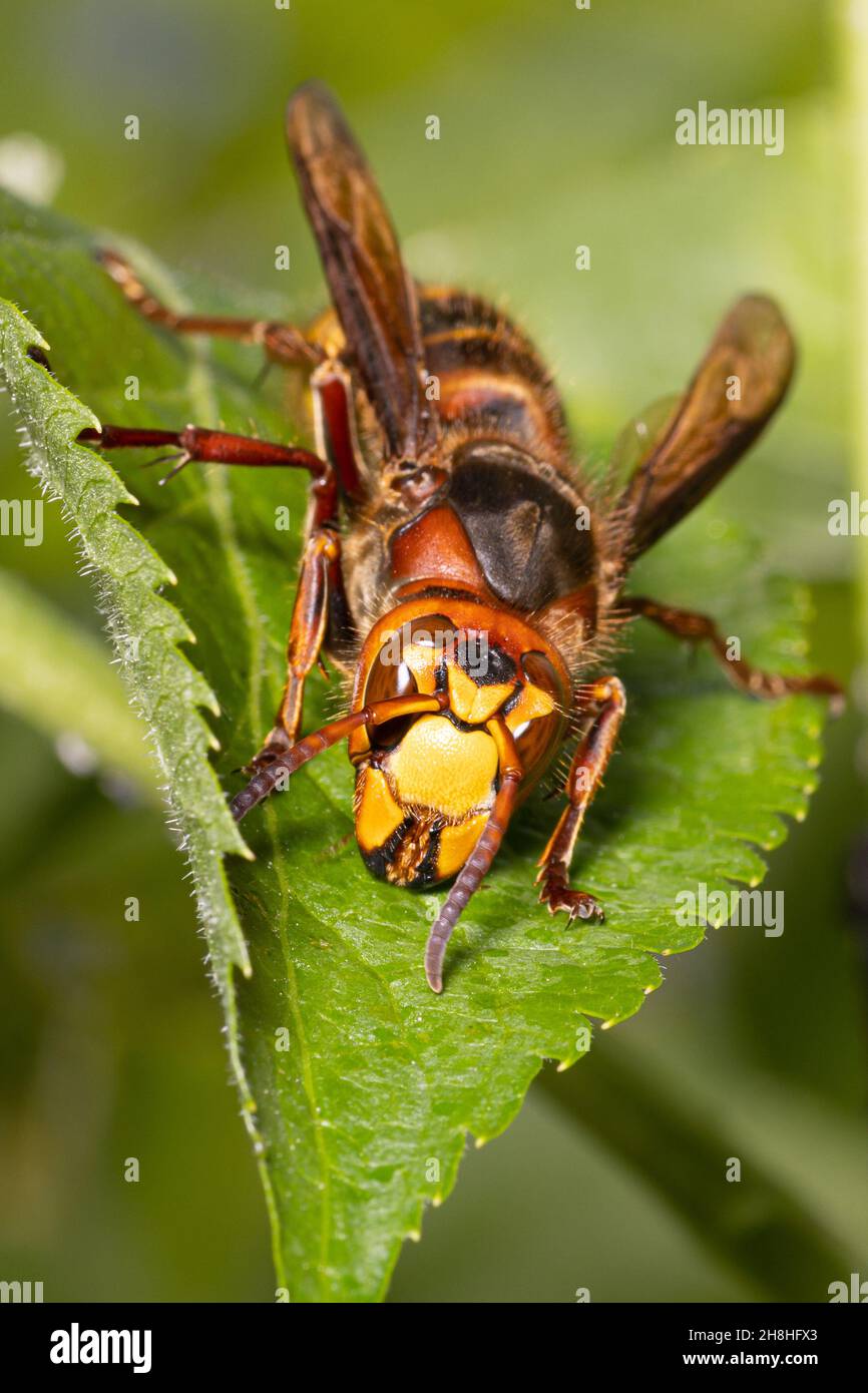 European hornet sitting on hi-res stock photography and images - Alamy