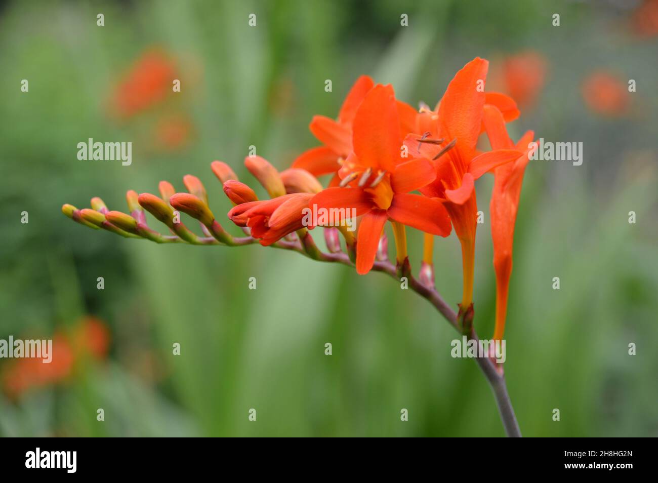 Single Crocosmia (Orange Devil) 'Coppertip' Flower Grown in the Borders ...