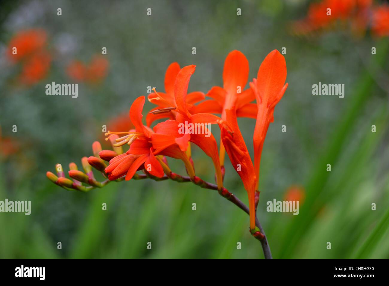 Copper tip hi-res stock photography and images - Alamy