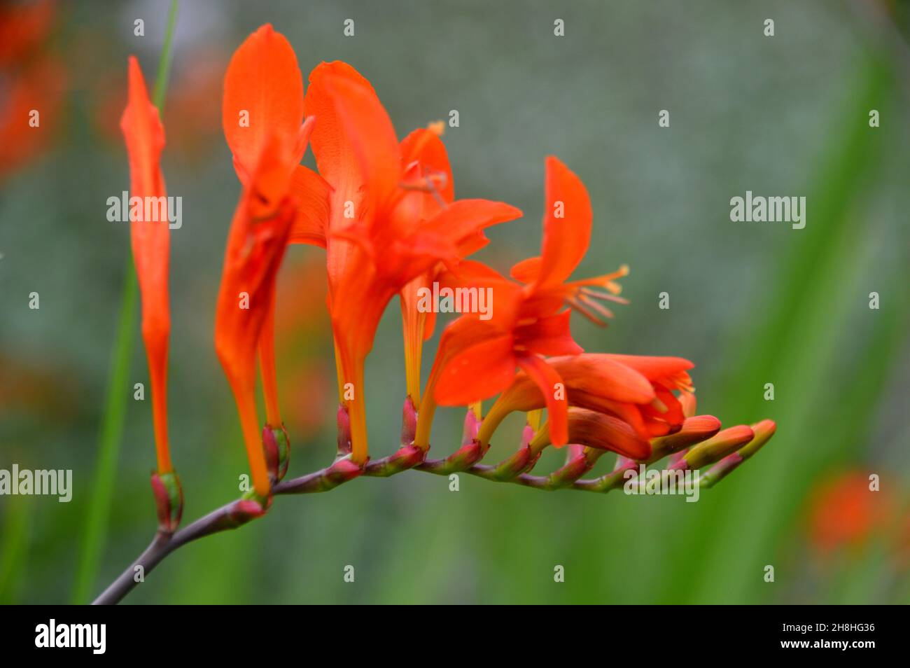 Single Crocosmia (Orange Devil) 'Coppertip' Flower Grown in the Borders ...