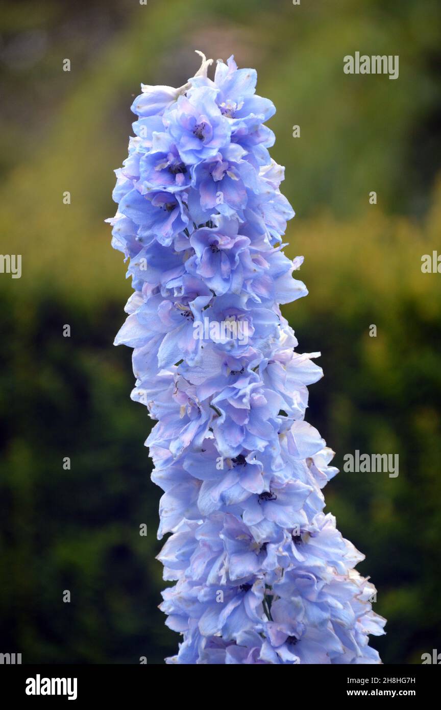 Tall Pale Blue/Purple Hollyhocks (Alcea rosea) Flowering Spike Grown in ...