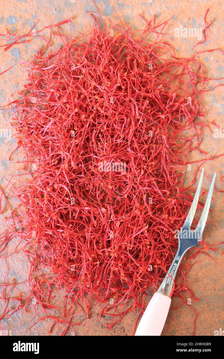 France, Lot, Quercy, Cajarc, saffron (red stigmas of Crocus sativus ...