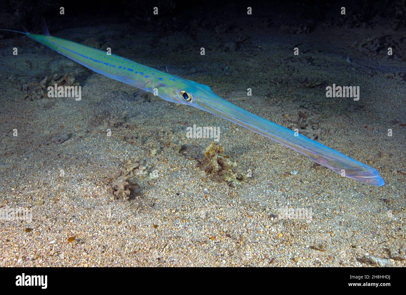 Egypt, Red Sea, a cornetfish (Fistularia commersonii Stock Photo - Alamy