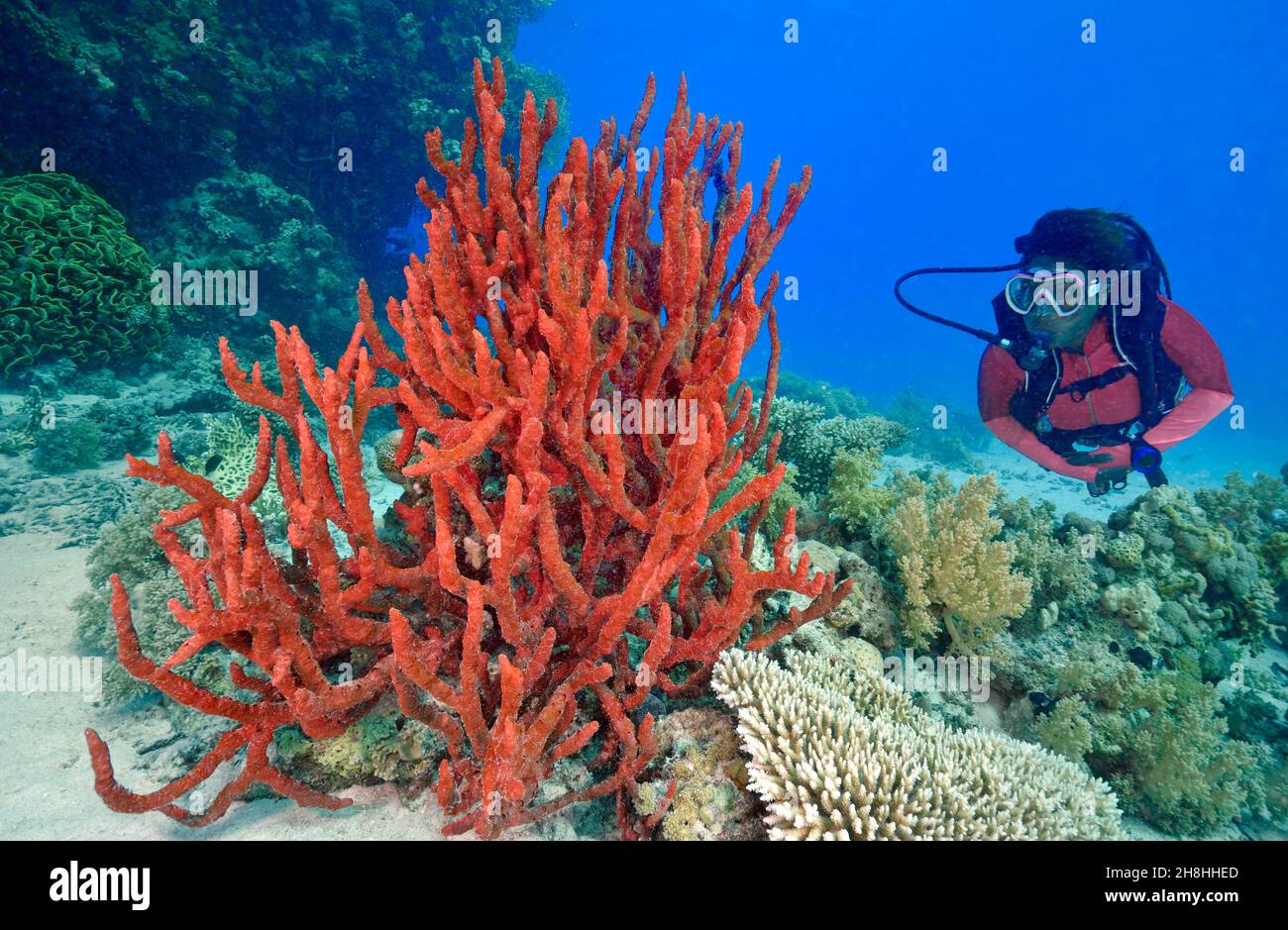 Indian sponges hi-res stock photography and images - Alamy