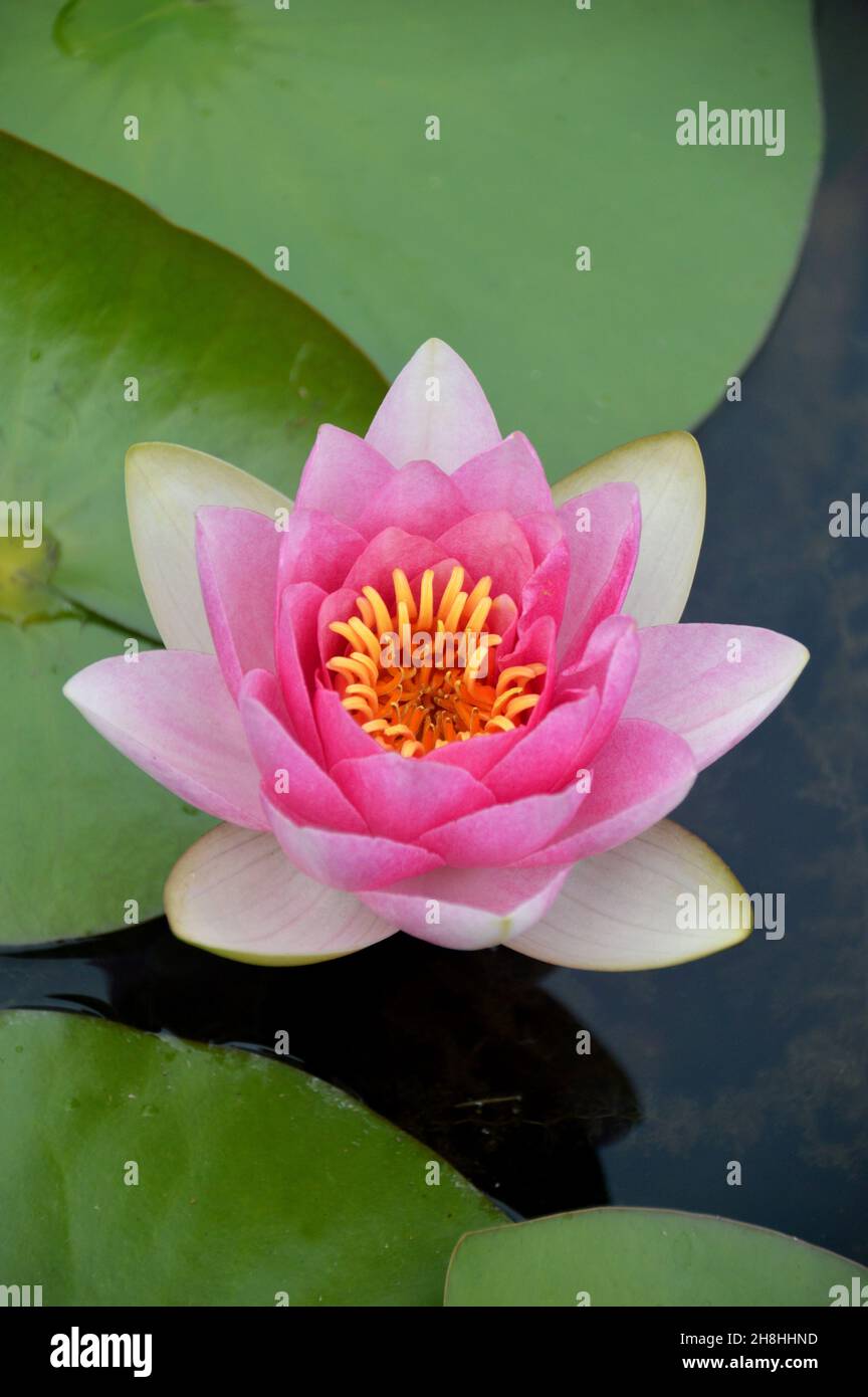 Single Pink/Yellow Water-Lily Flower 'Nymphaea alba' Grown in Pond at ...