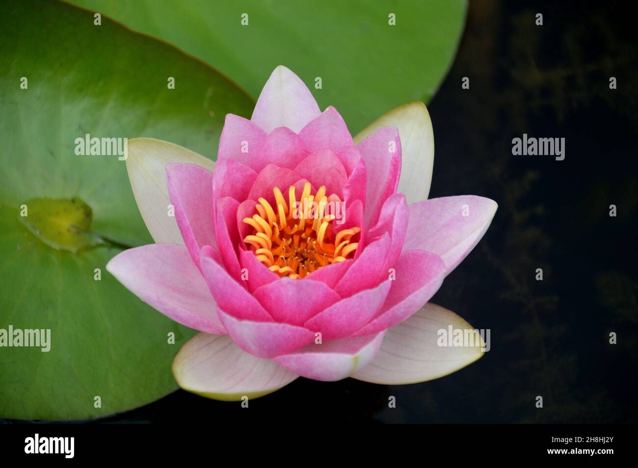 Single Pink/Yellow Water-Lily Flower 'Nymphaea alba' Grown in Pond at ...
