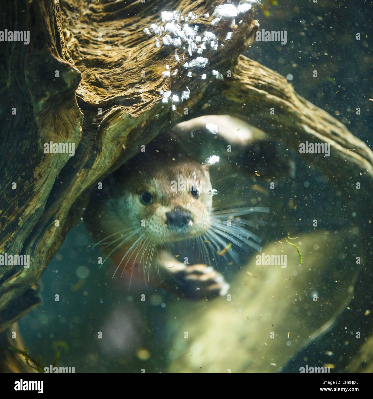 Cute otters - Eurasian otter (Lutra lutra Stock Photo - Alamy