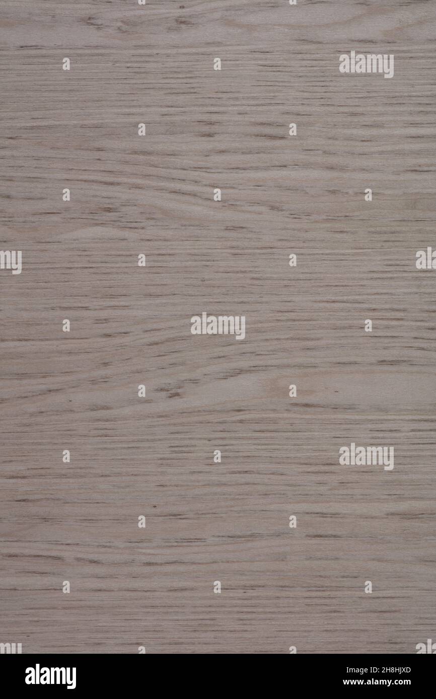 Ivory Oak veneer background, texture in grey color for interior work ...
