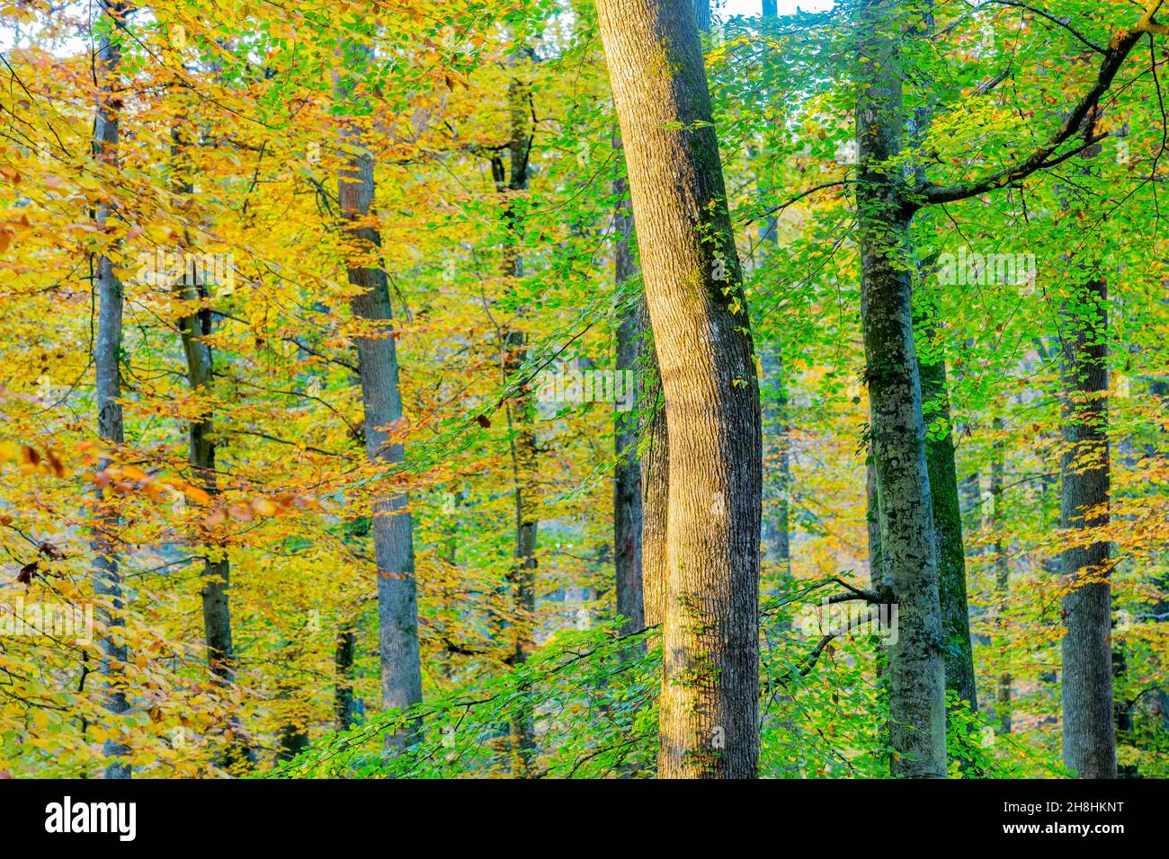 France, Allier, oaks forest of Moladiers towards Moulins, Quercus ...