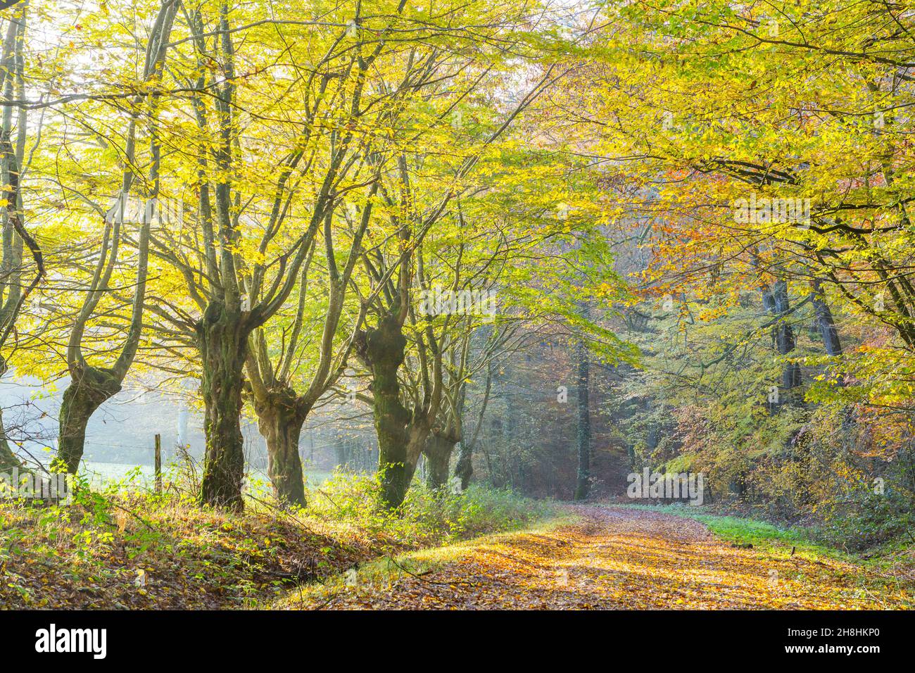 France, Allier, oaks forest of Moladiers towards Moulins, Quercus ...
