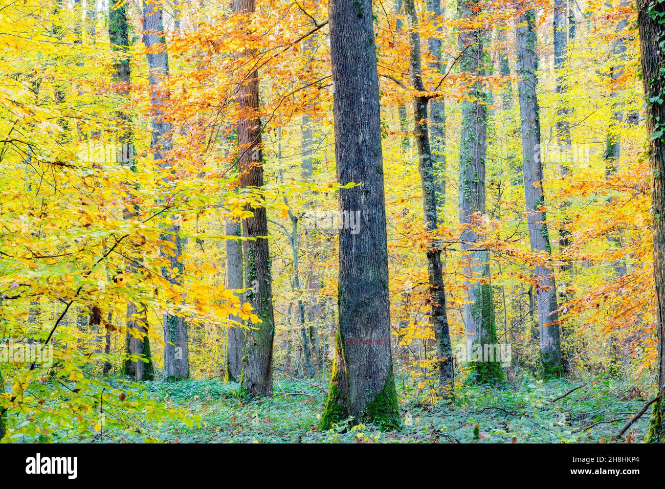France, Allier, oaks forest of Moladiers towards Moulins, Quercus ...