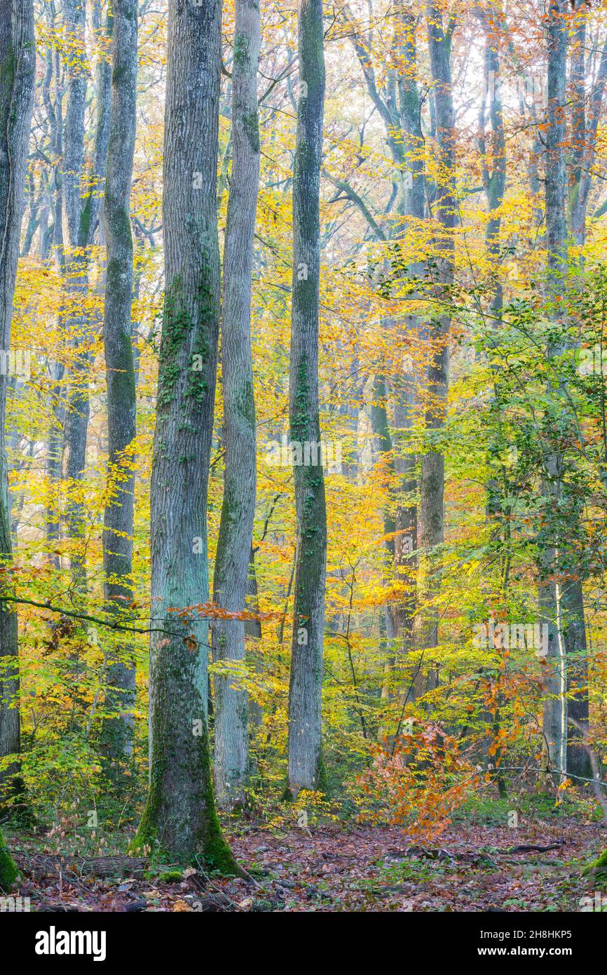 France, Allier, oaks forest of Moladiers towards Moulins, Quercus ...