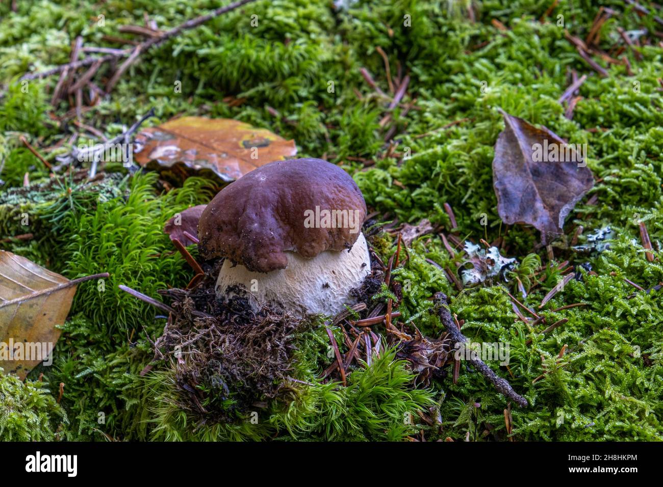 Bolet comestible hi-res stock photography and images - Alamy