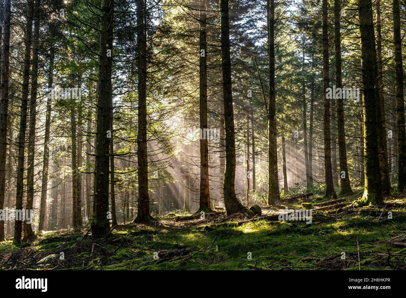 France, Puy de Dome, ray of light, forest of douglas (Pseudotsuga ...