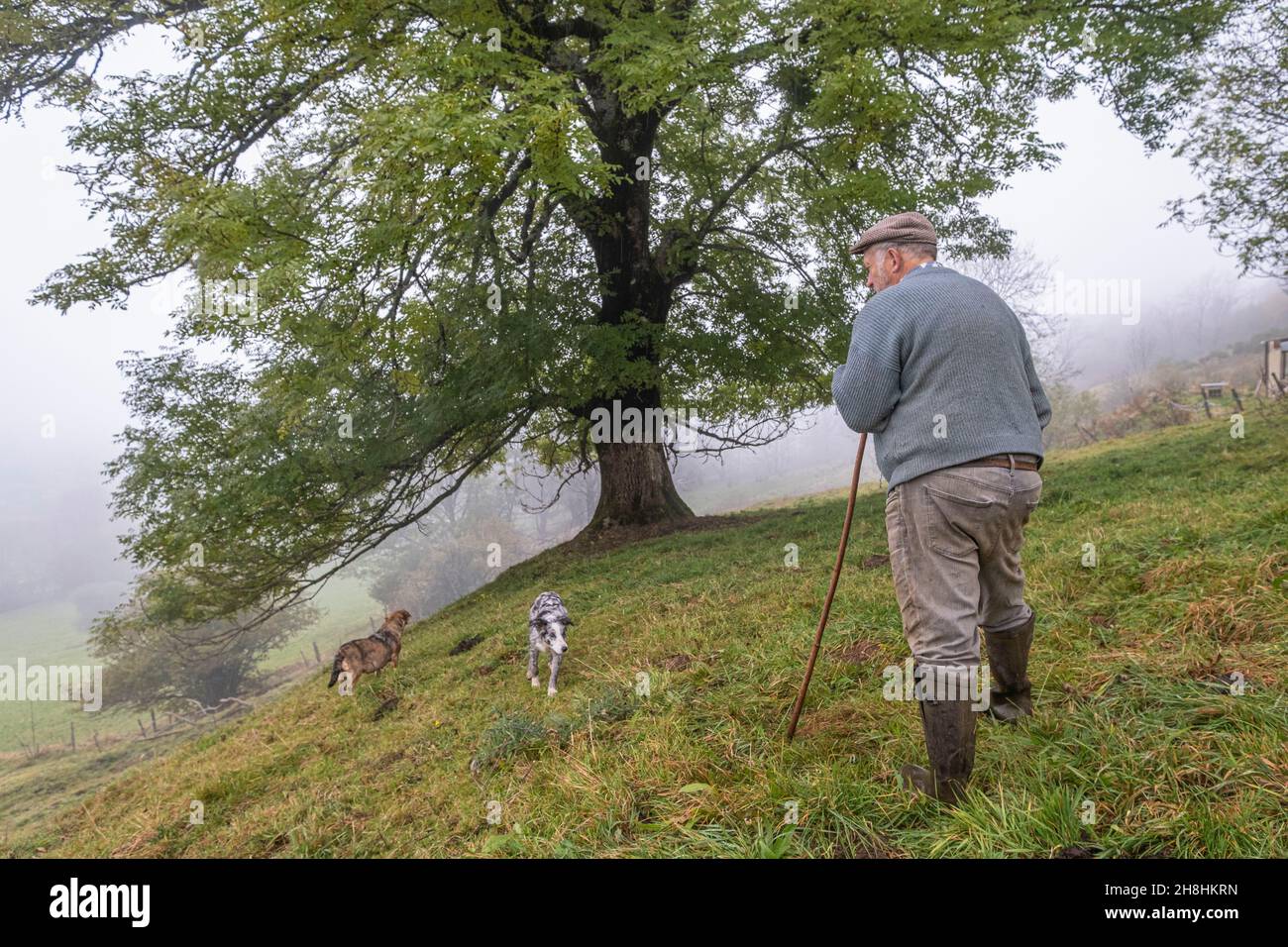 France, Puy de Dome, Chastreix, Le Mont, Rémi Fargeix breeder of Salers ...