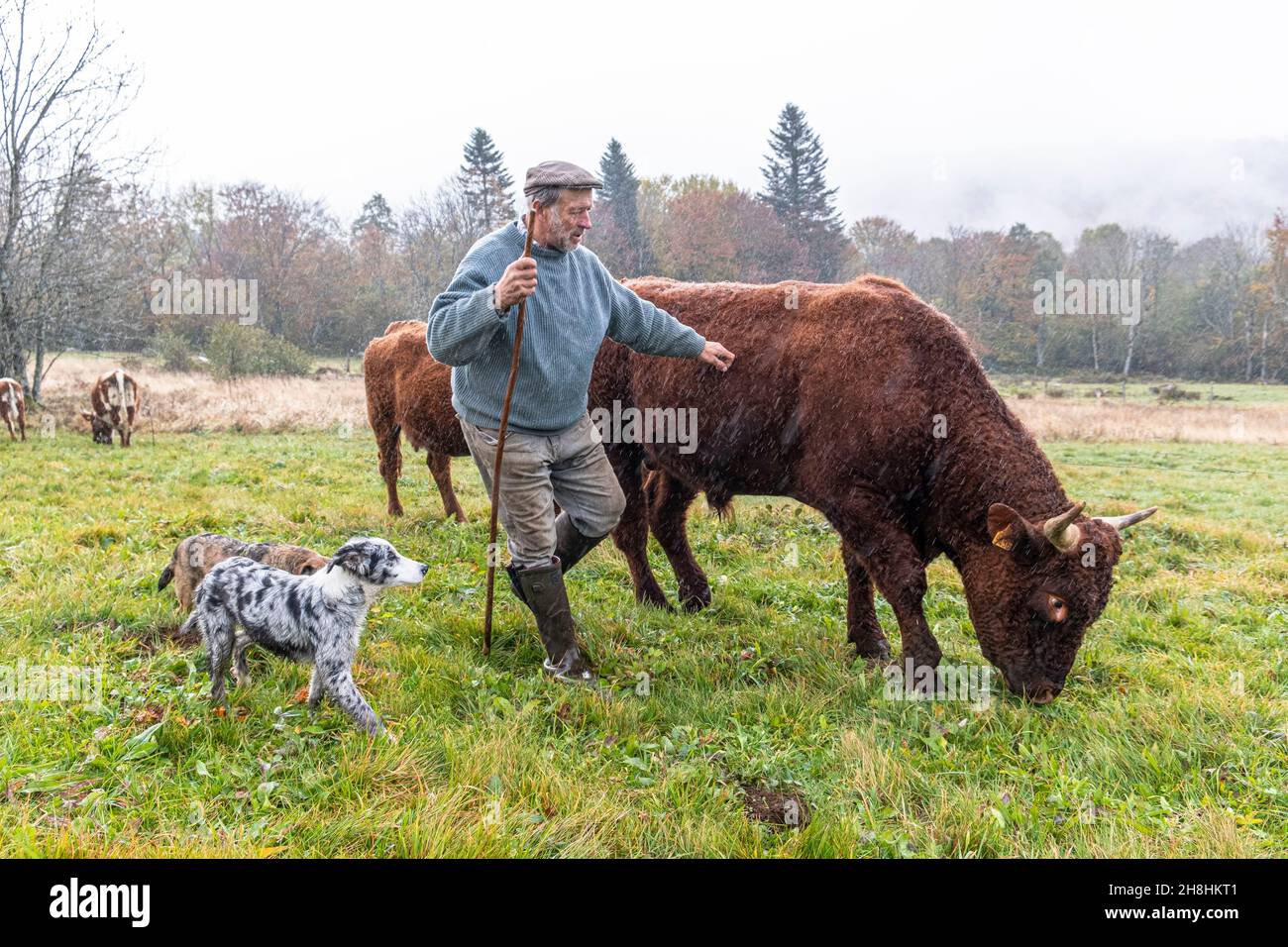 France, Puy de Dome, Chastreix, Le Mont, Rémi Fargeix breeder of Salers ...