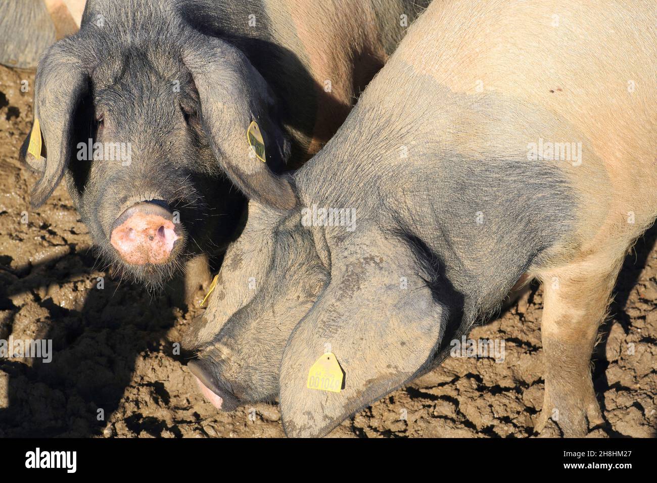 France, Pyrenees Atlantiques, Basque Country, Itxassou, Haranea farm by ...
