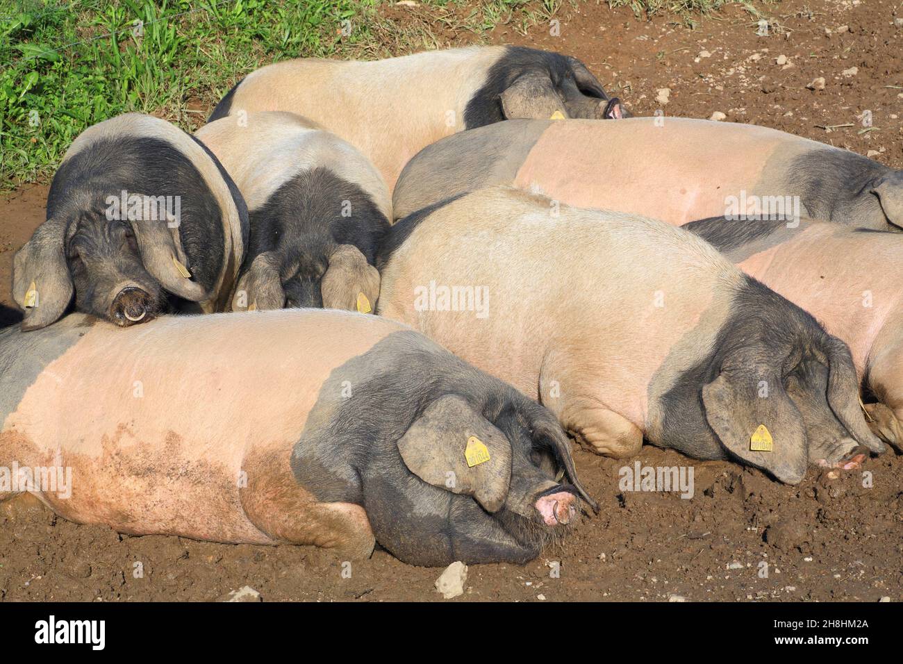 France, Pyrenees Atlantiques, Basque Country, Itxassou, Haranea farm by ...