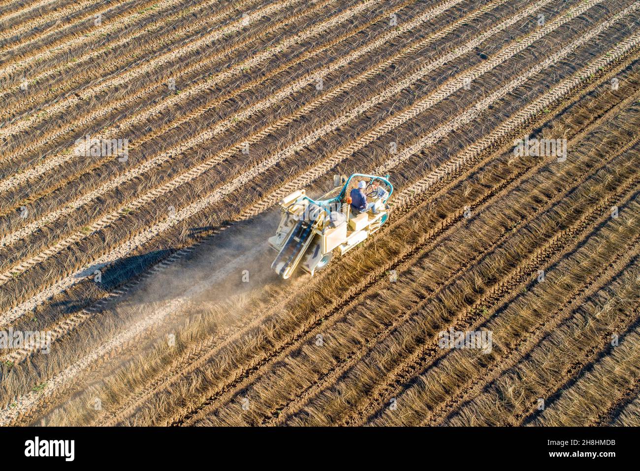 France, Pas de Calais, Nielles les Calais, flax cultivation, turning ...