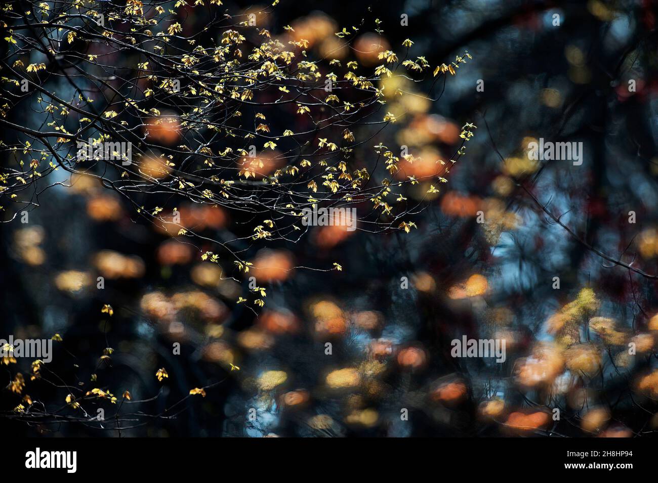 New beech leaves sprouting in early spring Stock Photo - Alamy