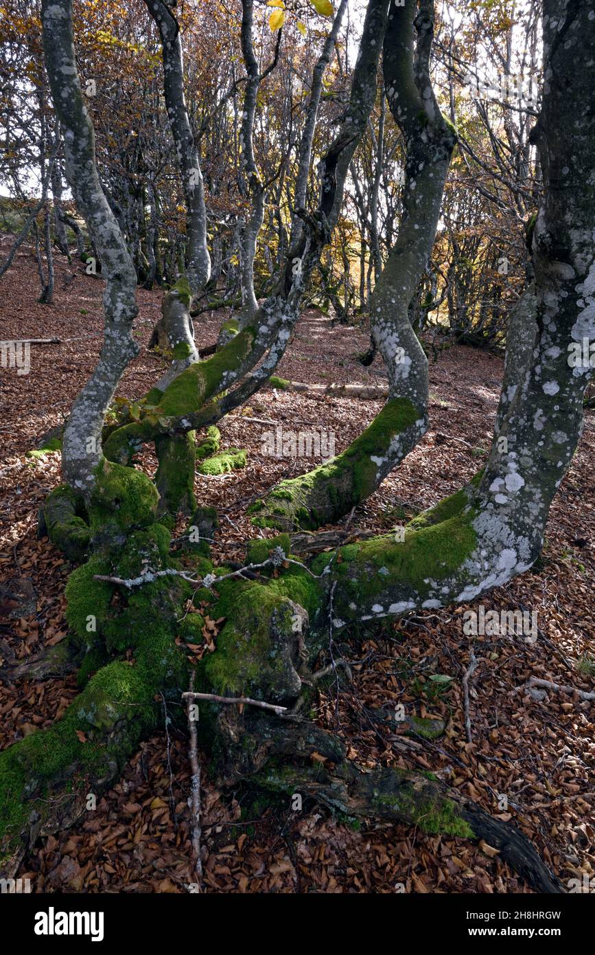 Twisted beech tree fagus sylvatica hi-res stock photography and images ...
