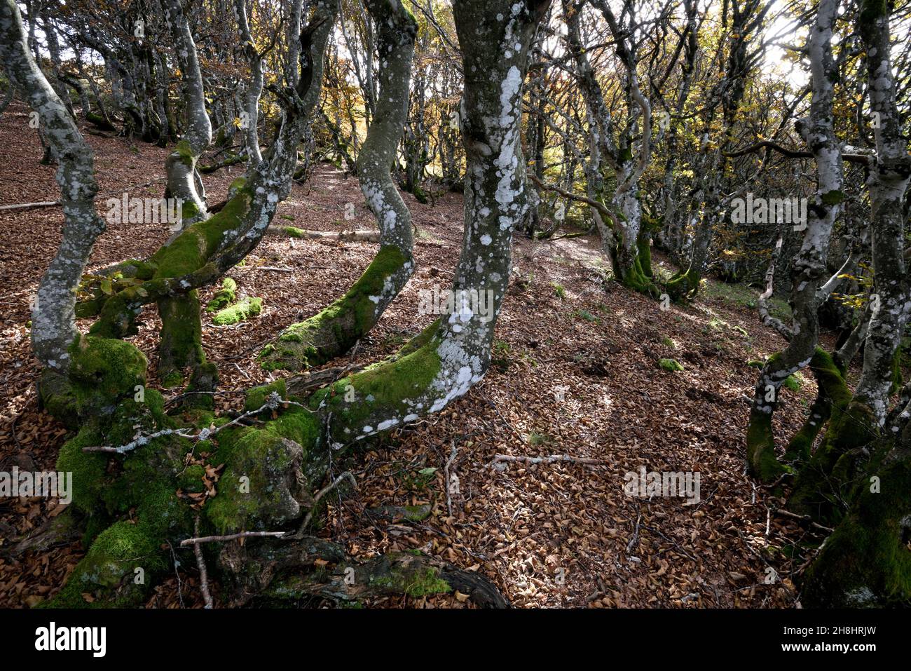 France, Haut Rhin, Hautes Vosges, Grand Ballon, altitude beech grove in ...