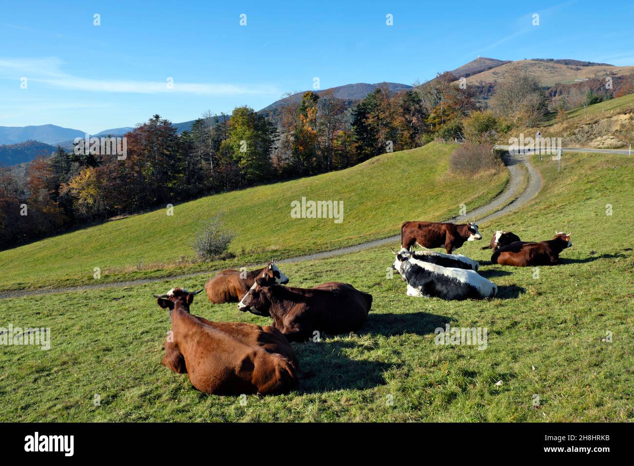 France, Haut Rhin, Hautes Vosges, Willer sur Thur, Freundstein farm-inn ...
