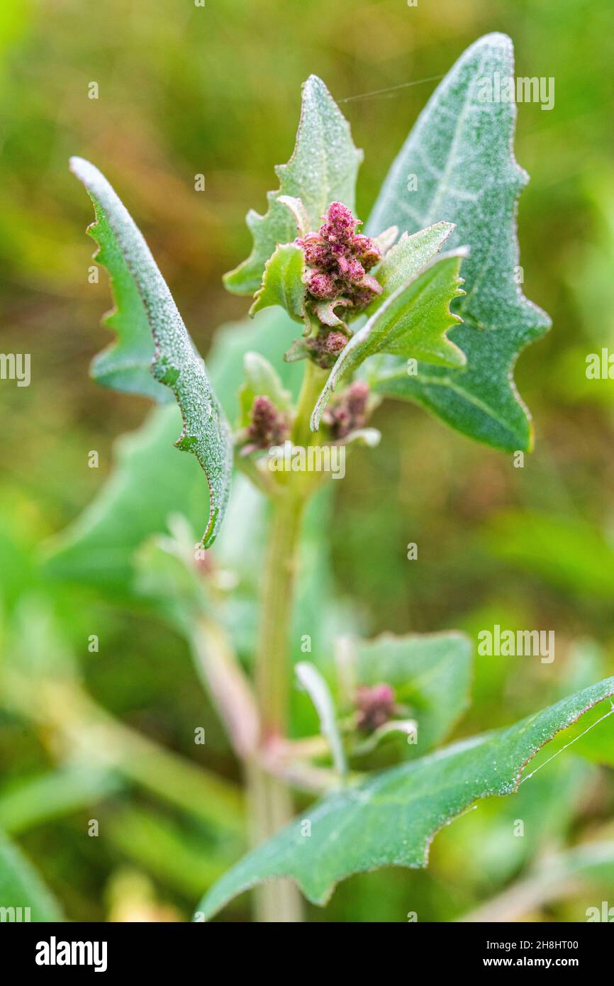 France, Somme, Baie de Somme, Saint-Valery-sur-Somme, Cap hornu ...