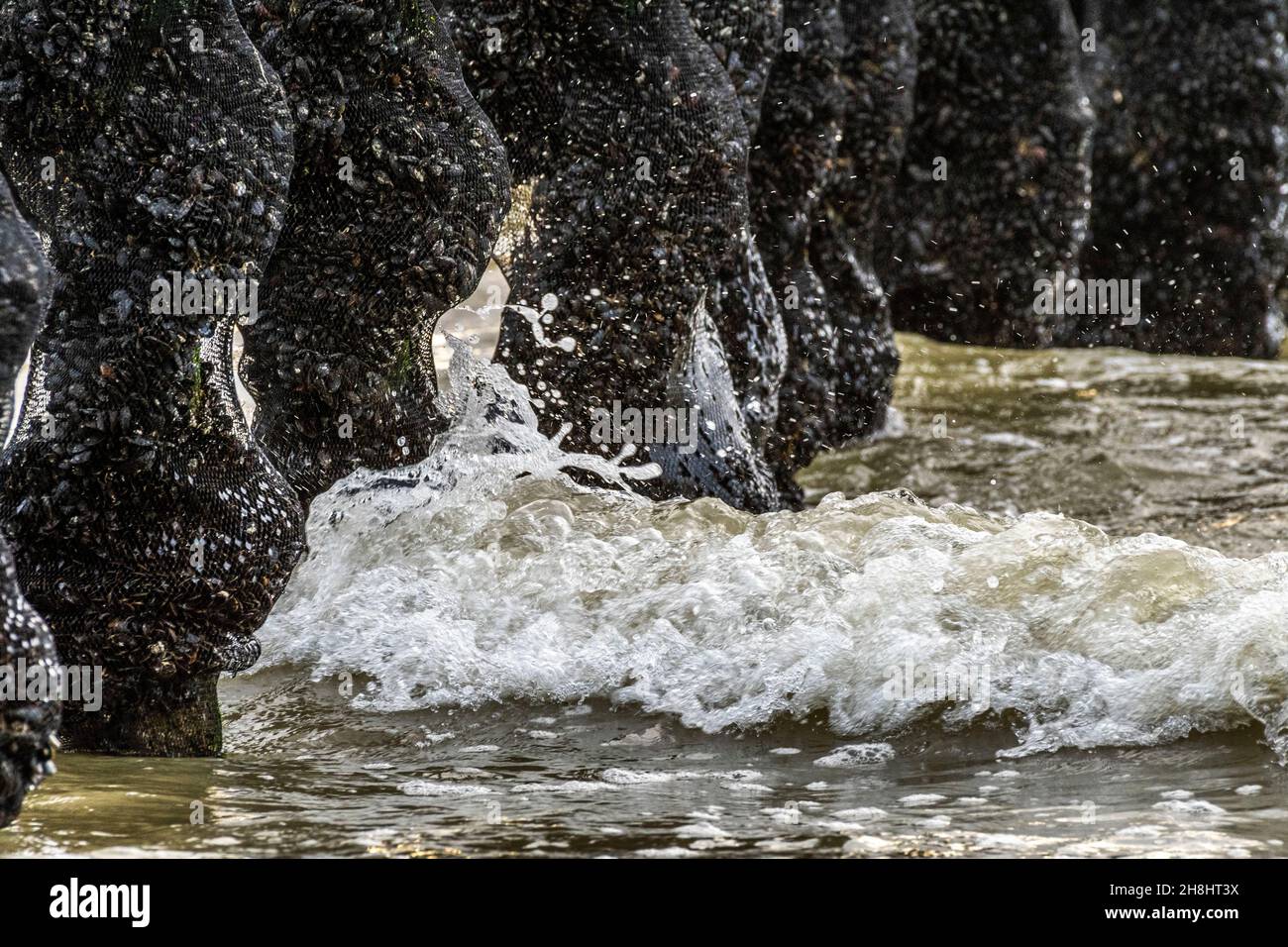 France, Somme, Authie Bay, Quend-Plage, bouchot mussels and mussel ...