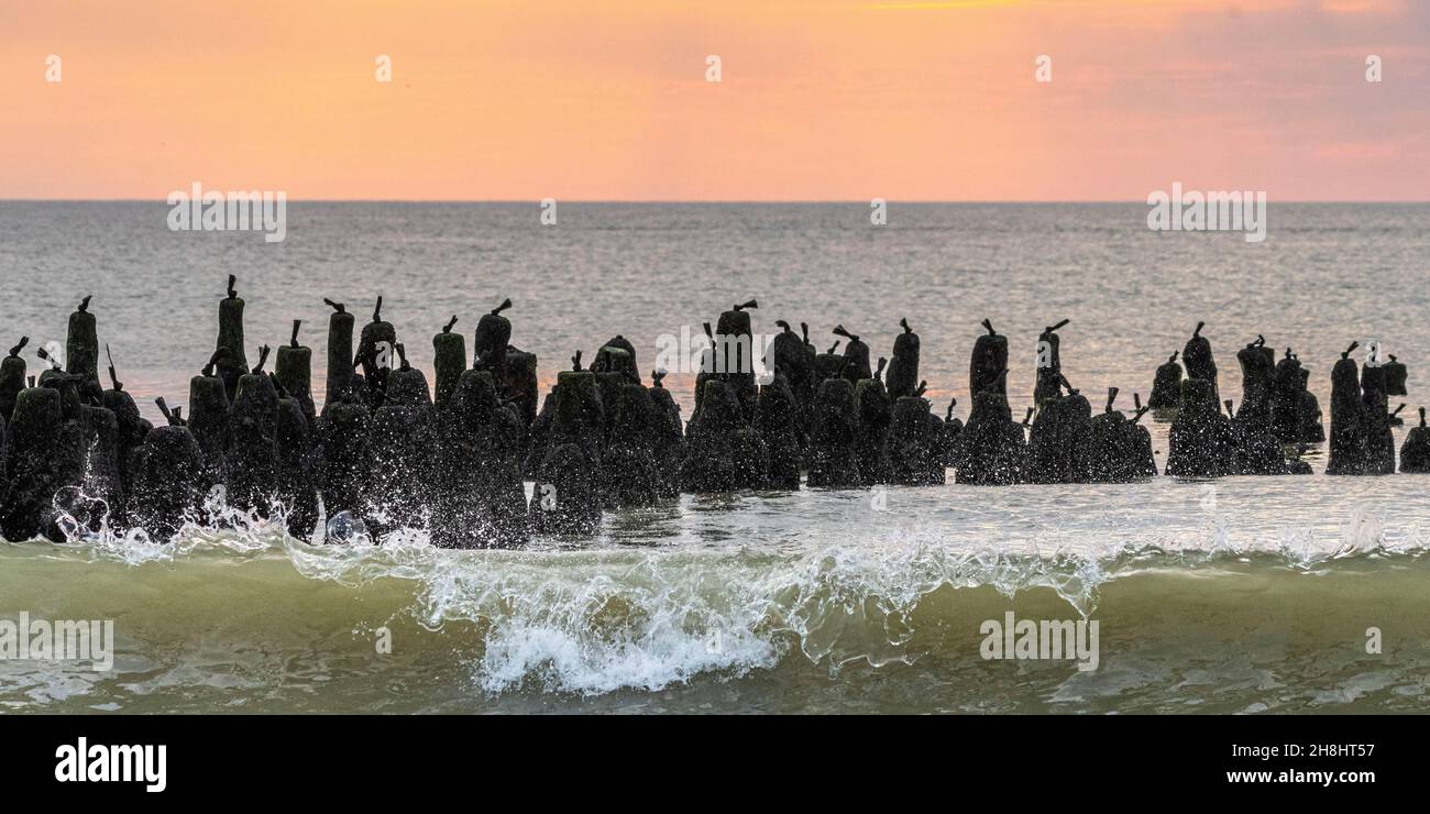 France, Somme, Authie Bay, Quend-Plage, bouchot mussels and mussel ...