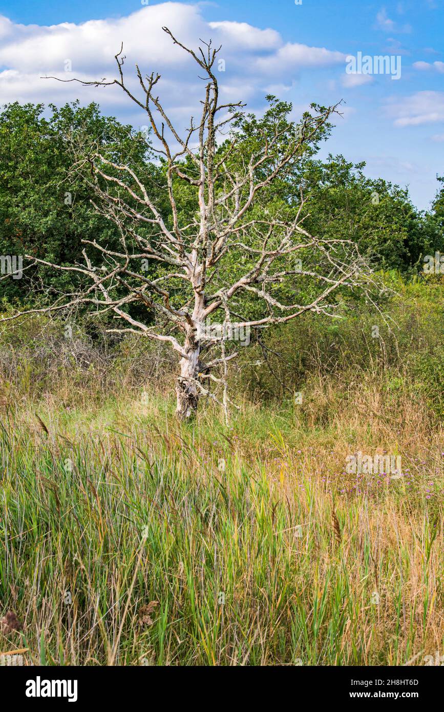 Regional nature reserve of brenne hi-res stock photography and images ...