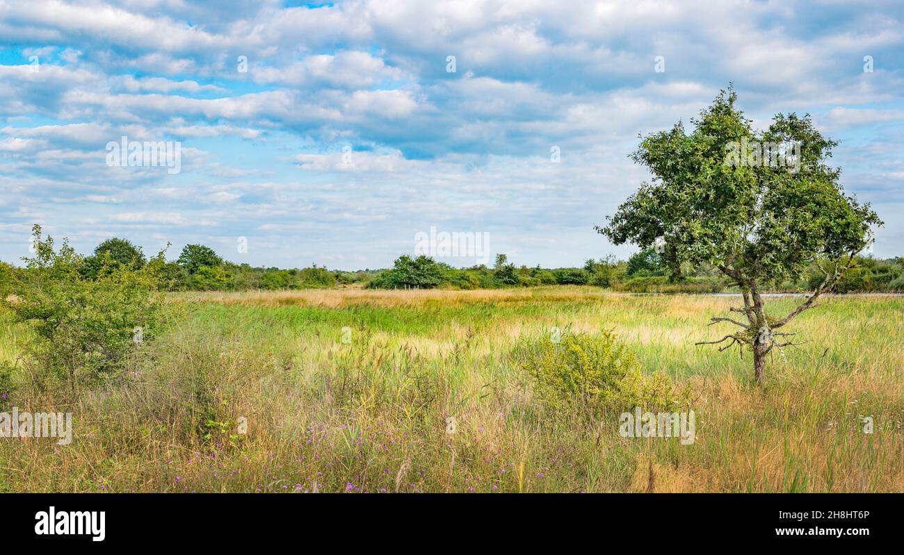 Regional nature reserve of brenne hi-res stock photography and images ...